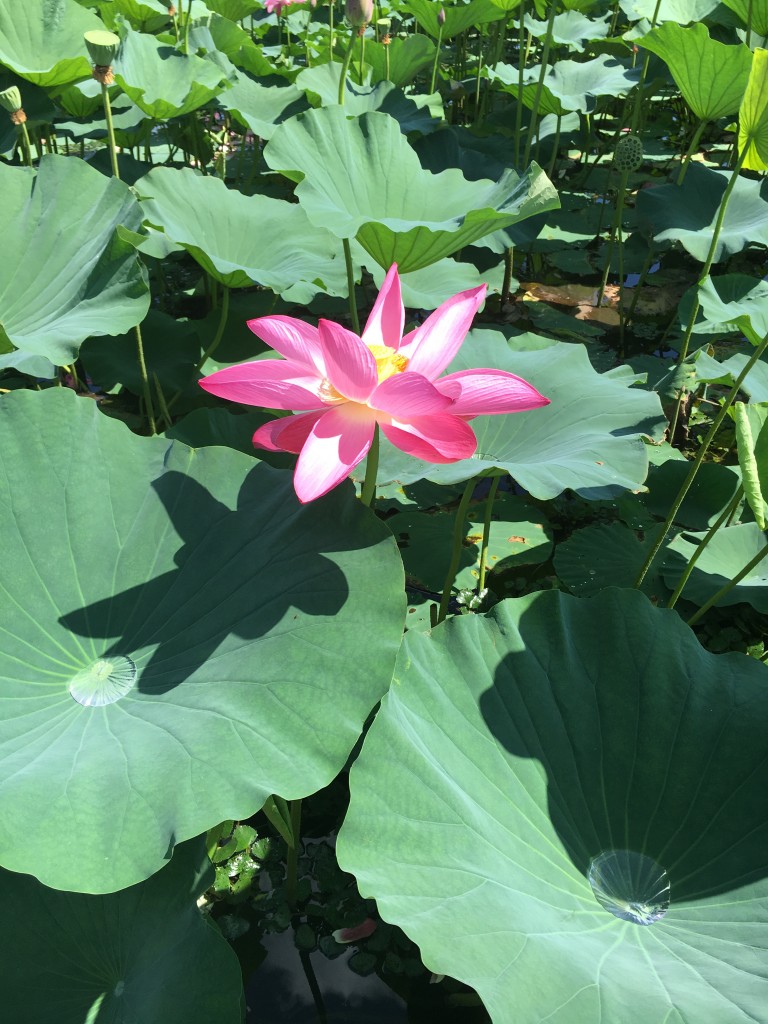 指名料変更のお知らせ - 新潟市のタイ古式マッサージのお店「namjai」ナムヂャイ