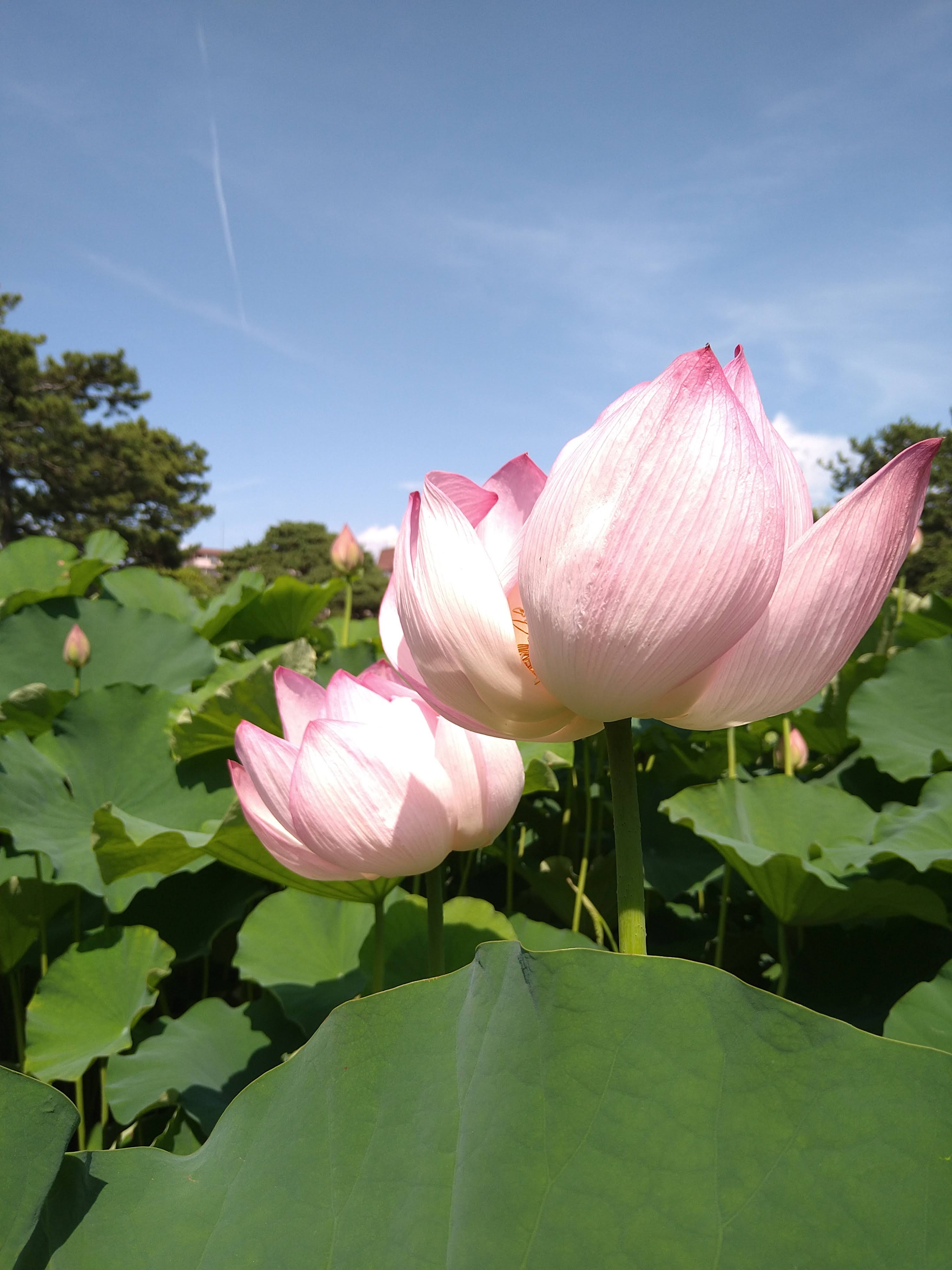 あの方と〜 - 新潟市のタイ古式マッサージのお店「namjai」ナムヂャイ