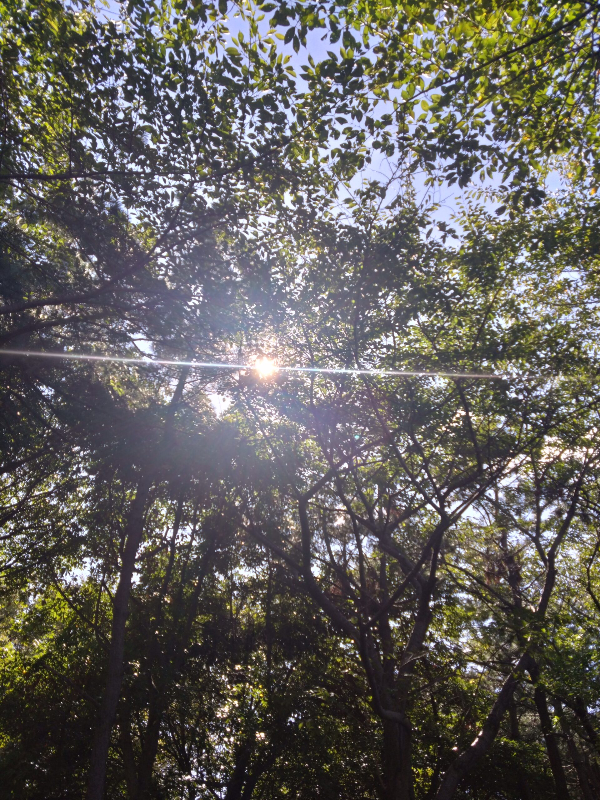 お散歩♪ - 新潟市のタイ古式マッサージのお店「namjai」ナムヂャイ